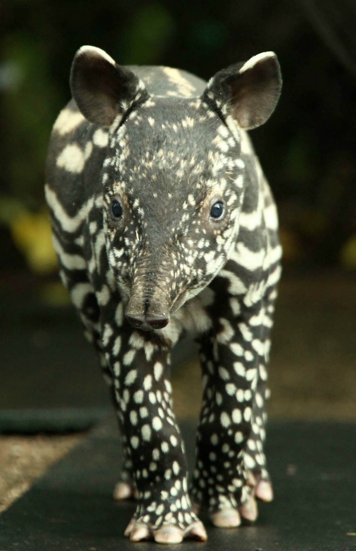 Malayan Tapir's Lovely Stripes | Moss and Fog