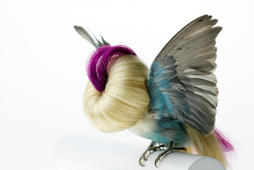 Take a Fancy Bird, Make it Fancier – Moss and Fog