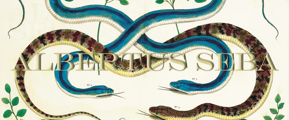 Albertus Seba – Moss and Fog