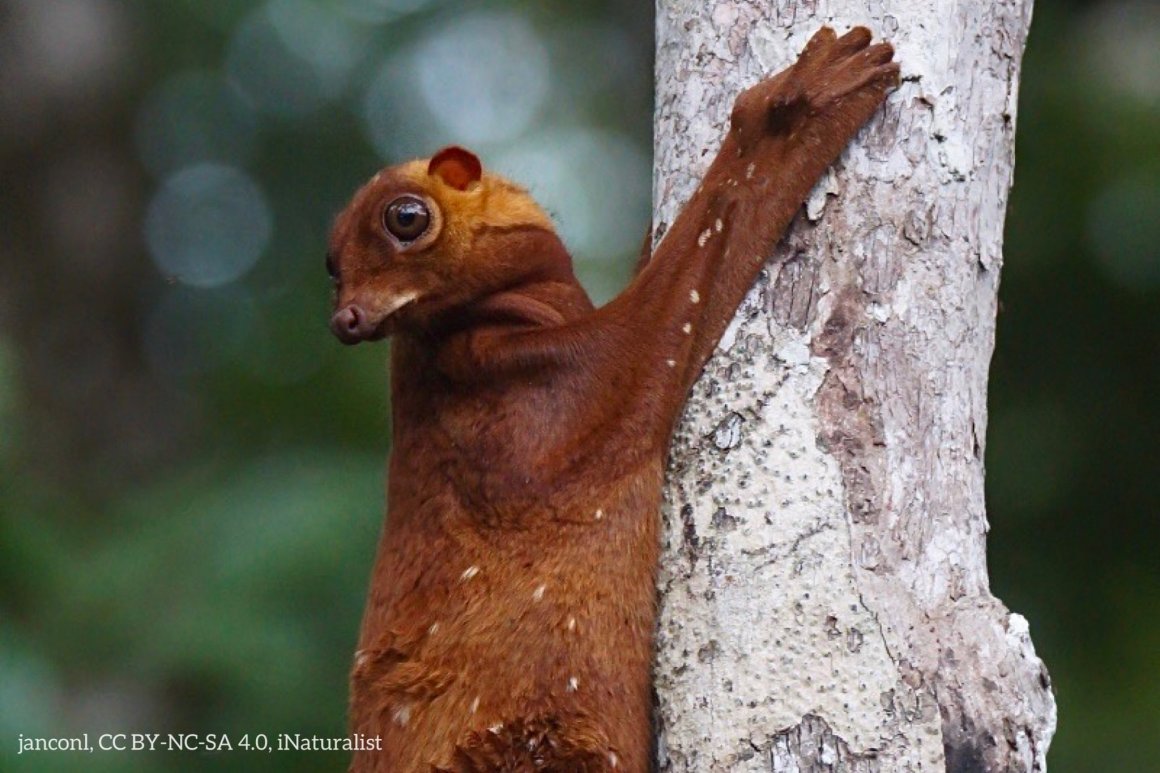 The History of Googie Architecture – Moss and Fog