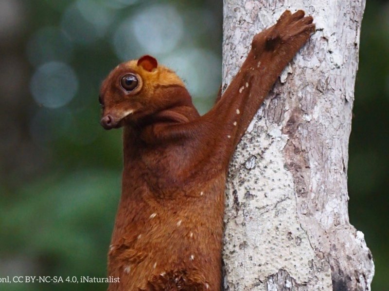 The History of Googie Architecture » Moss and Fog