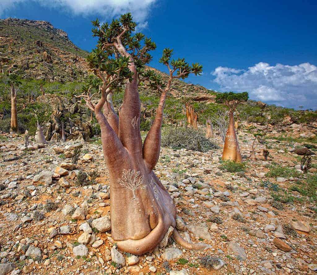 The Magic of Socotra » Moss and Fog