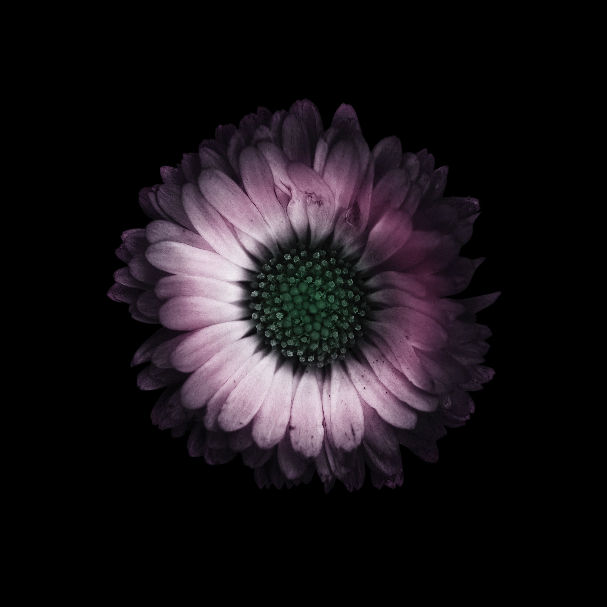 Stunning Flower Portraits – Moss and Fog