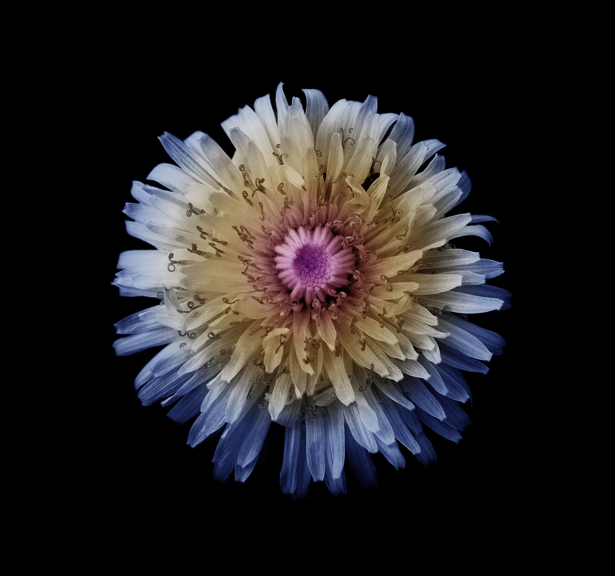 Stunning Flower Portraits – Moss and Fog