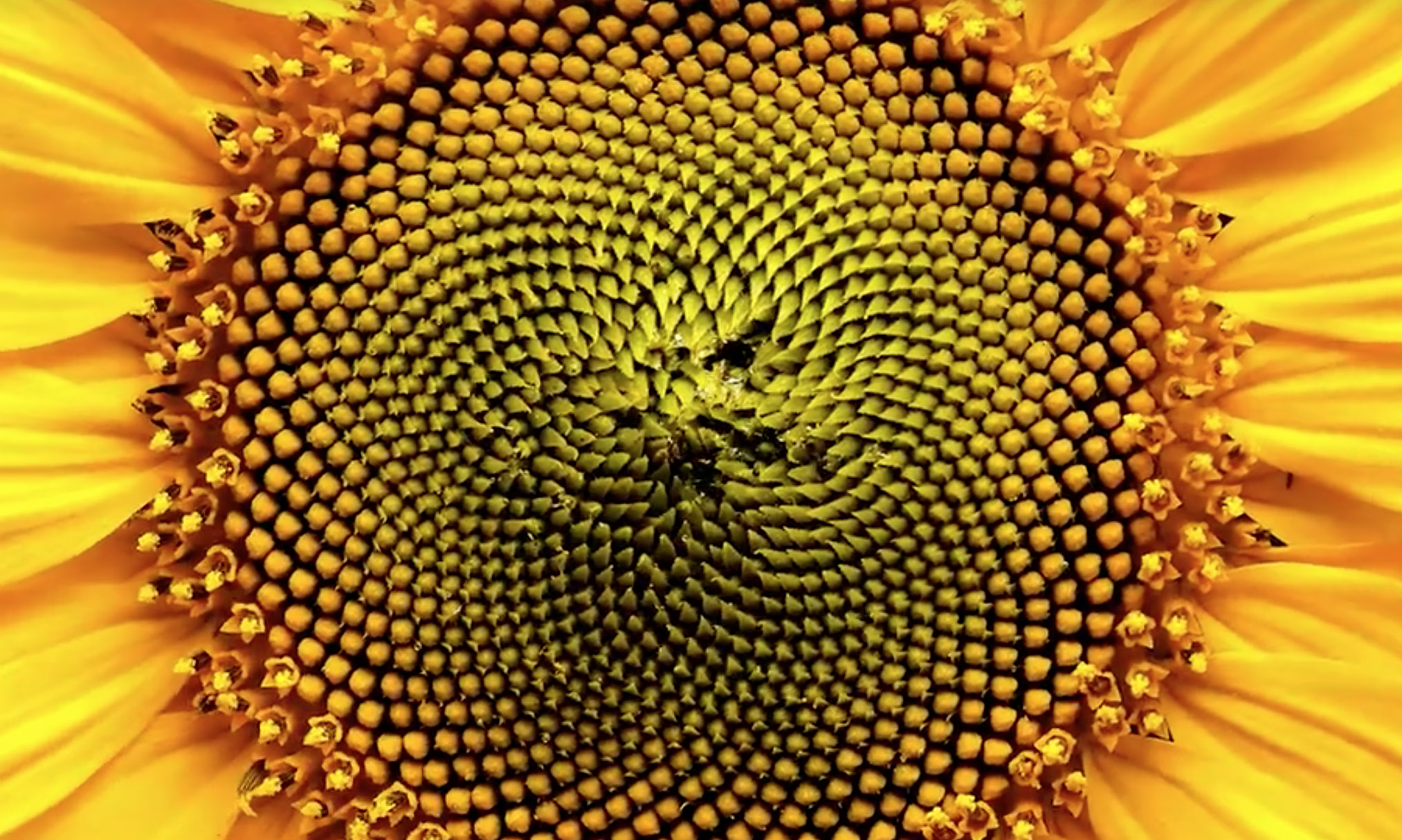 John Edmark's Math-Based Sculptures | Moss and Fog