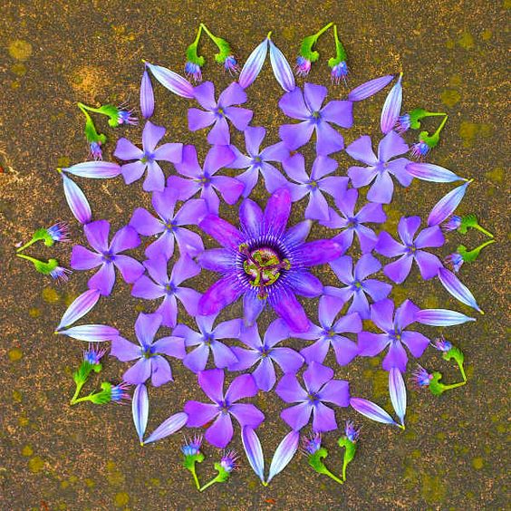 Natural Mandalas Made From Plants and Flowers | Moss and Fog