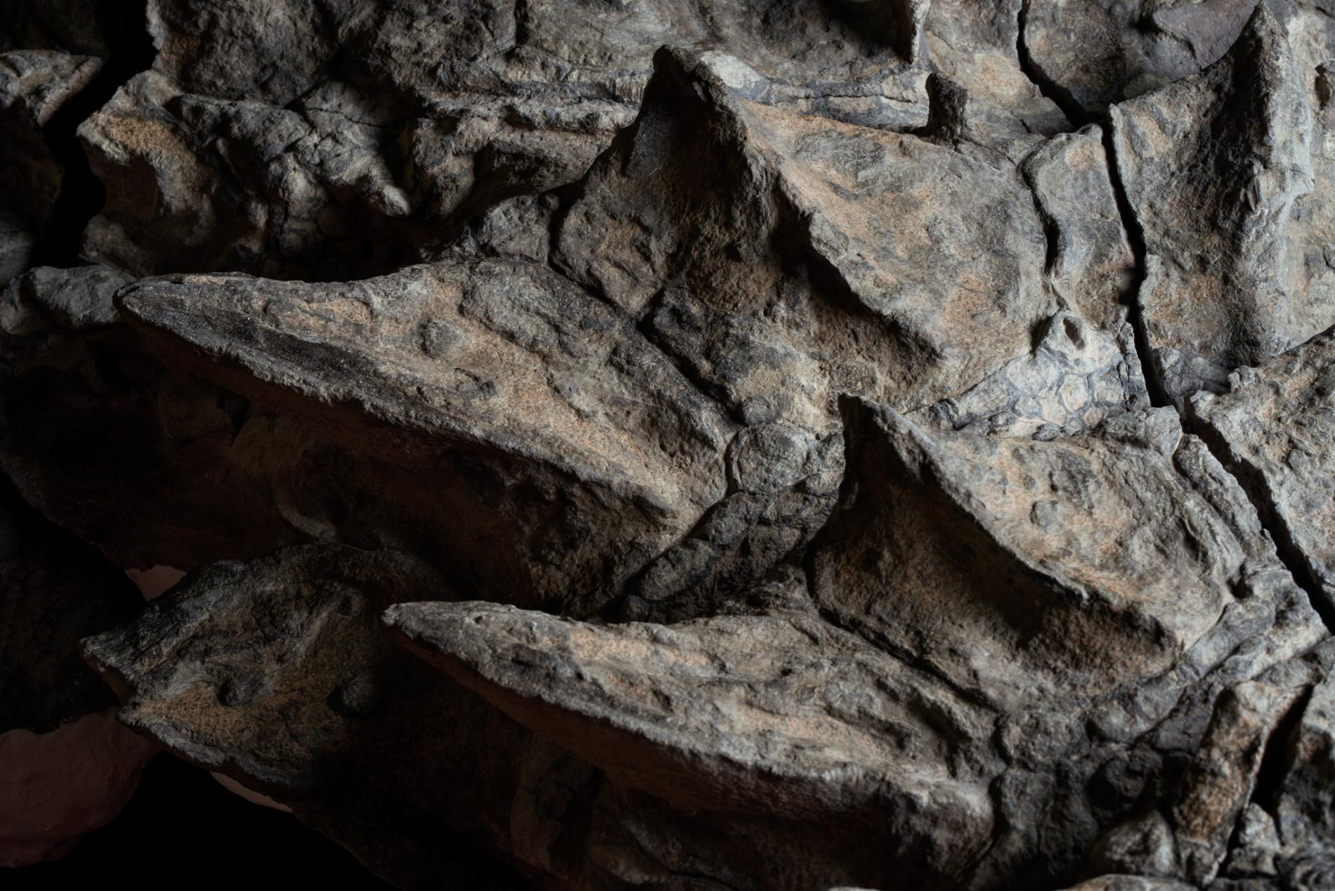 The Best Preserved Dinosaur Fossil of All Time – Moss and Fog