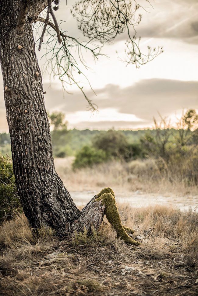 Human Nature, a Living Installation | Moss and Fog