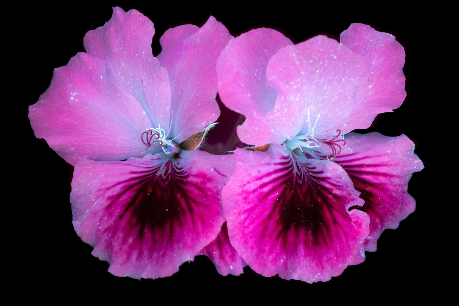 See How Amazing Flowers Look Under Ultraviolet Light » Moss and Fog