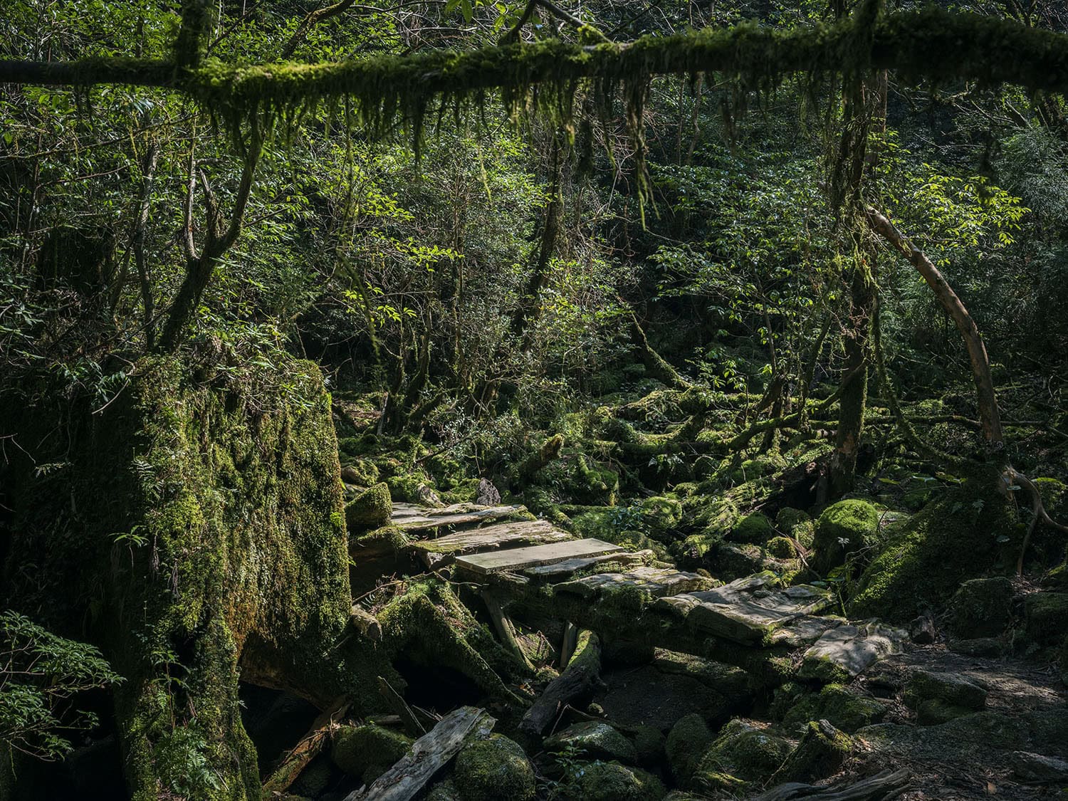 Yakushima Island's Ancient Forests | Moss and Fog