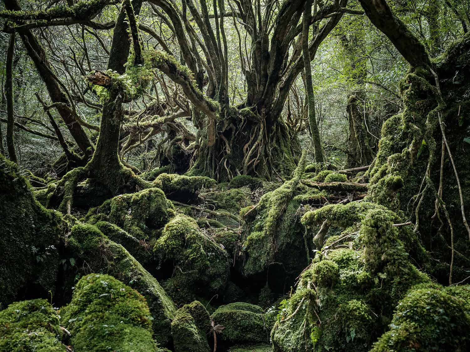 Yakushima Island's Ancient Forests | Moss and Fog