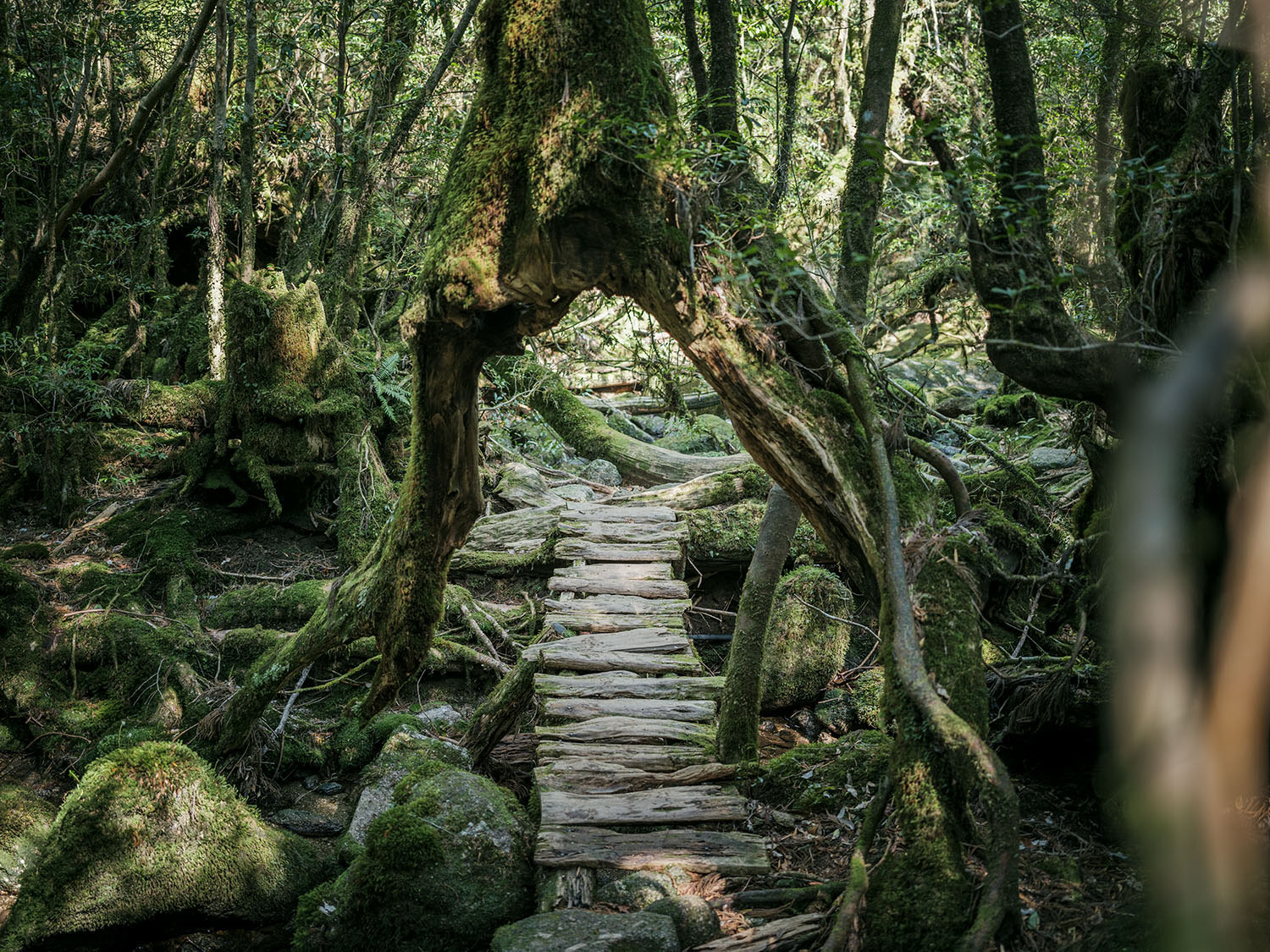 Yakushima Island's Ancient Forests | Moss and Fog