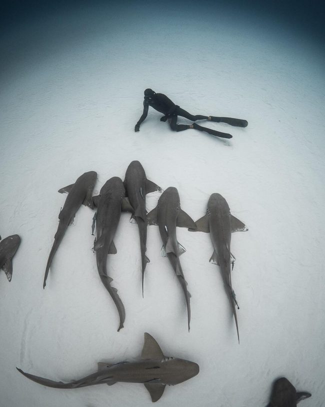 Inspiring Underwater Photography by André Musgrove » Moss and Fog