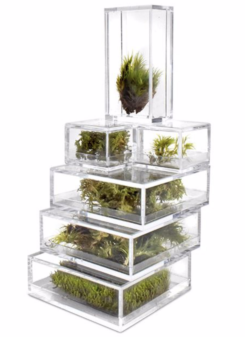 Level Scapes Micro Terrariums | Moss and Fog