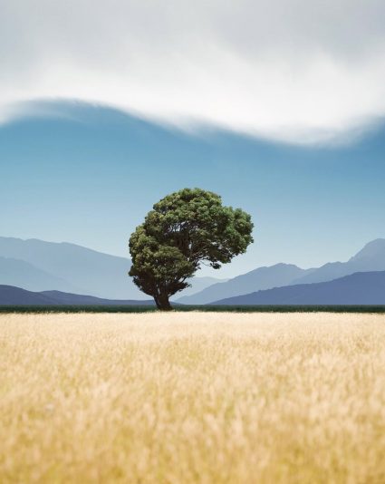 Benjamin Everett's Minimalist Nature Photography | Moss and Fog