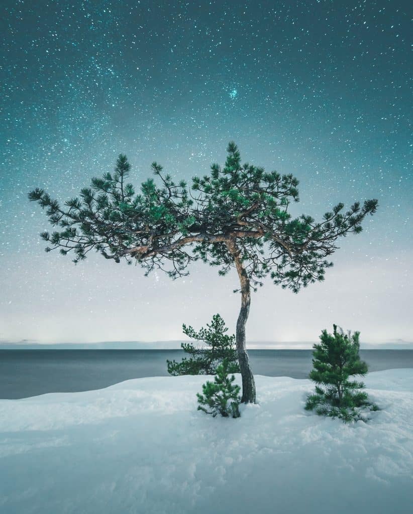 Stunning Trees Of The North, Photographed By Mikko Lagerstedt | Moss ...