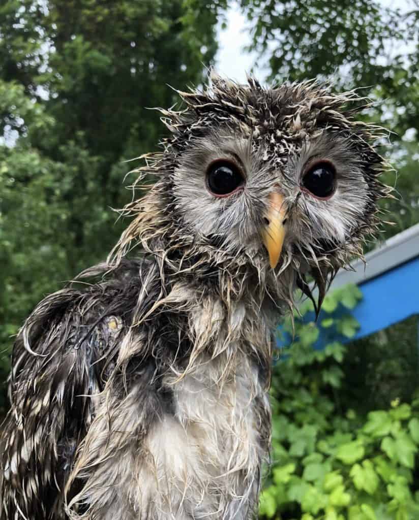 A Very Soggy Owl | Moss and Fog