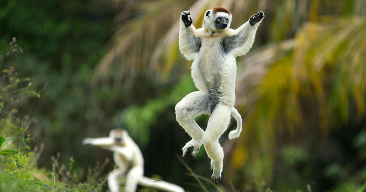 Sifakas Lemurs Pogo Their Way Around – Moss and Fog