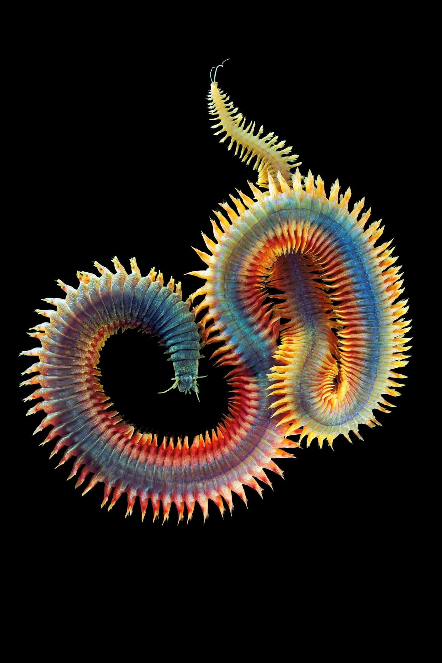 Rarely Seen Sea Creatures of the Deep | Moss and Fog