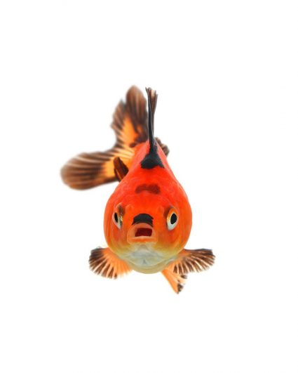 Fascinating Fish Faces | Moss and Fog