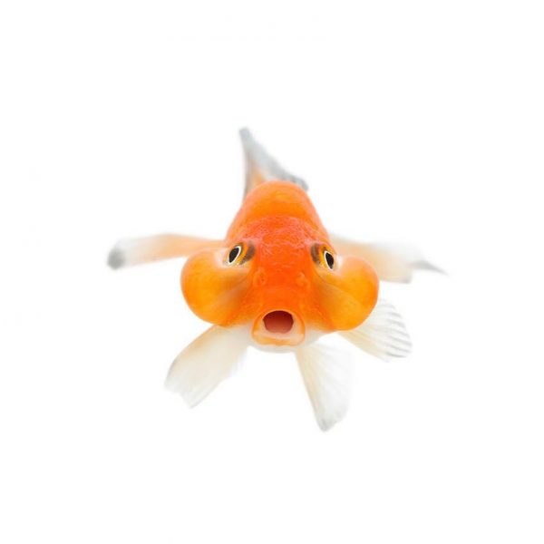 Fascinating Fish Faces | Moss and Fog