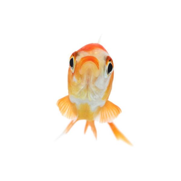 Fascinating Fish Faces | Moss and Fog