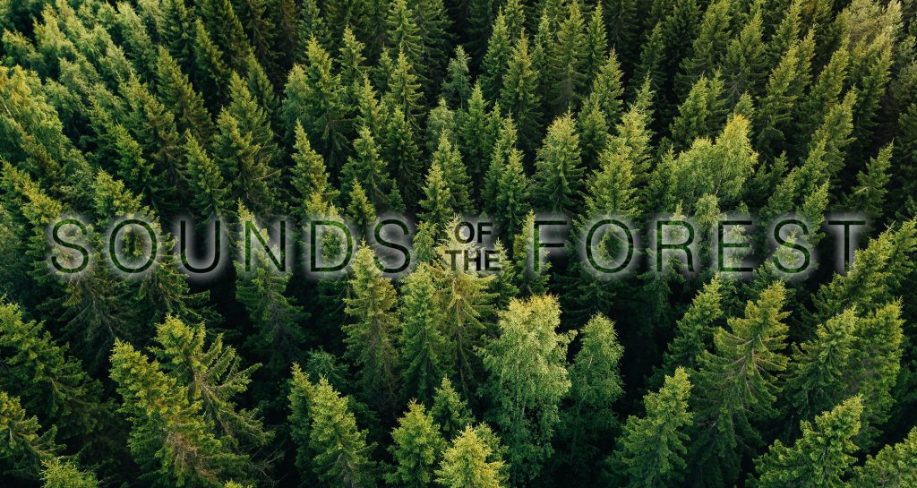 Listen to a Soundmap of Forests Around the World – Moss and Fog
