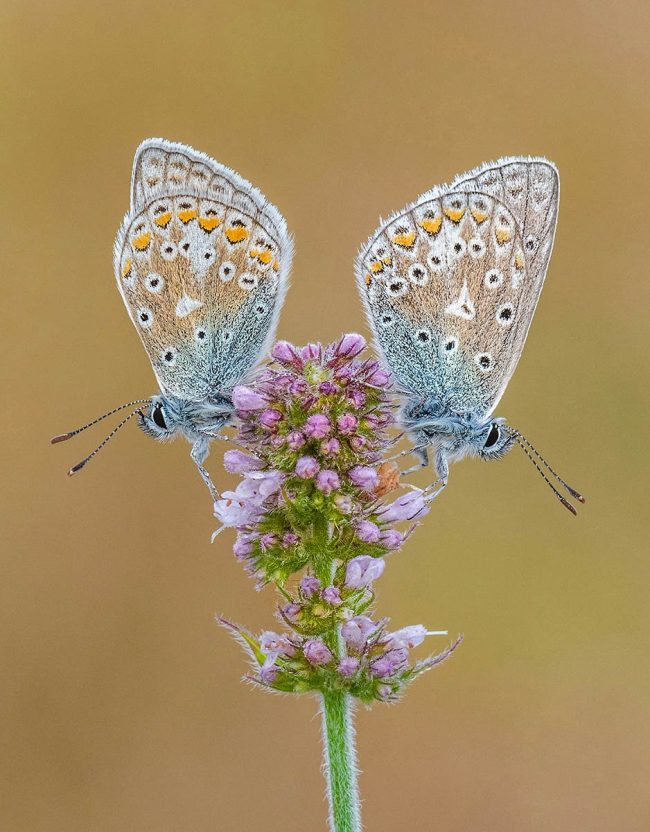 See Some of the Best Macro Garden Photos From Around the World – Moss ...