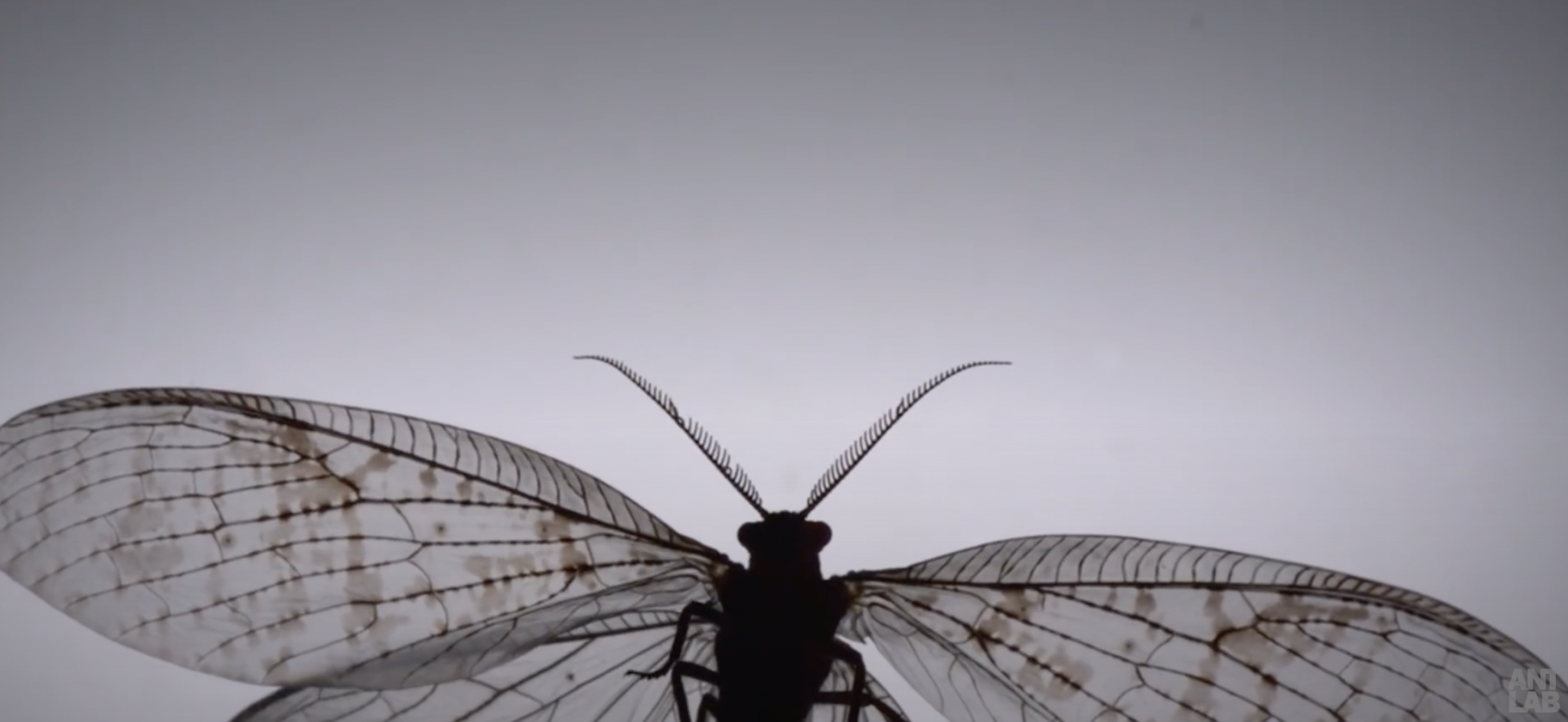 Super Slow-Mo Captures the Takeoff of Strange and Amazing Flying ...