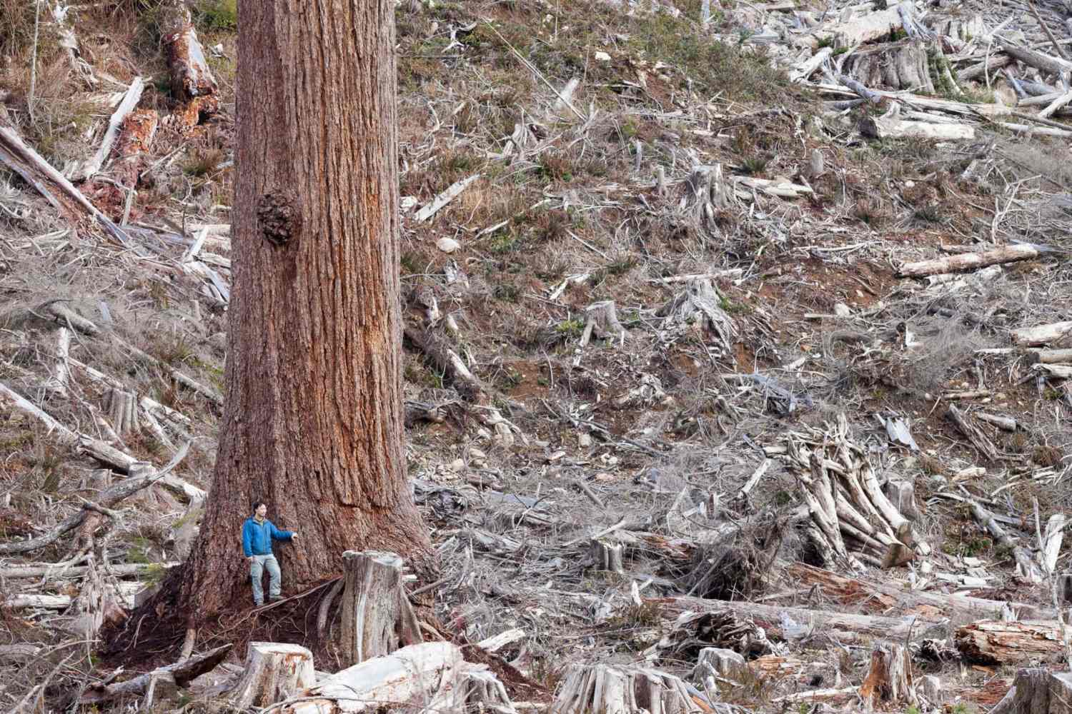 Photos Show Devastating Clear Cutting of 2,000 Year Old Growth Cedar ...
