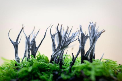 Concept for Tesla Electric Bicycle Presents an Intriguing Design – Moss ...