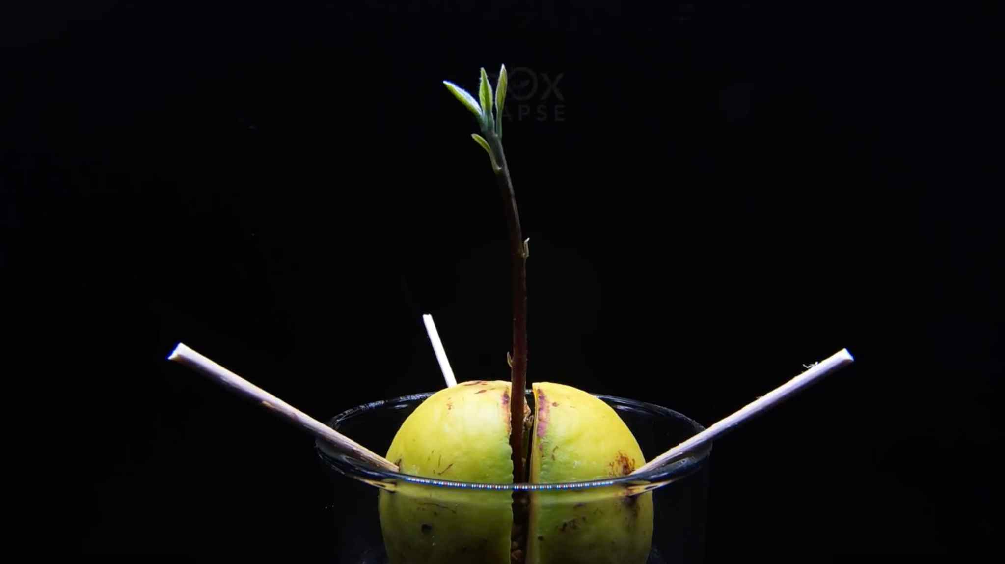 Watch an Avocado Seed Grow in Time-lapse | Moss and Fog