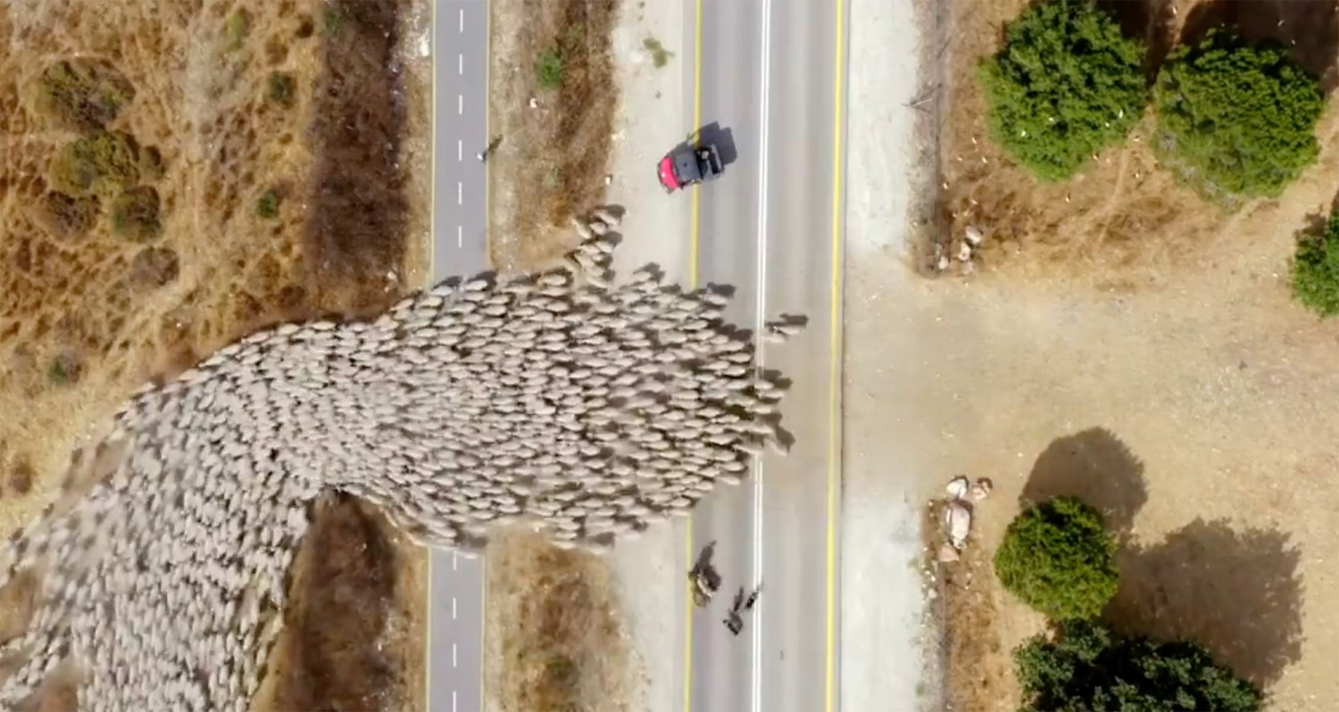 Timelapse Drone Footage Shows The Mesmerizing Movements of Herded Sheep ...