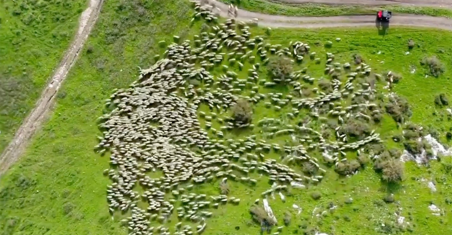 Timelapse Drone Footage Shows The Mesmerizing Movements of Herded Sheep ...