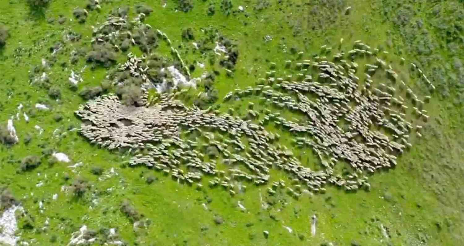 Timelapse Drone Footage Shows The Mesmerizing Movements of Herded Sheep ...