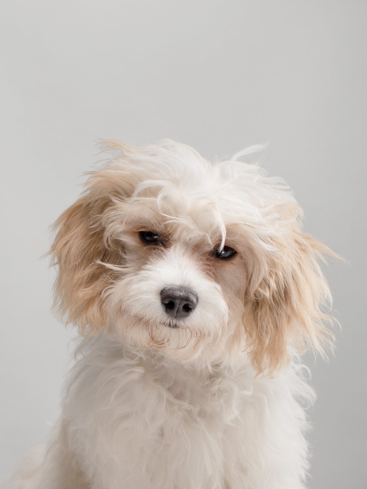 Pooches and People - Remarkable Resemblances Between Owners and Dogs ...