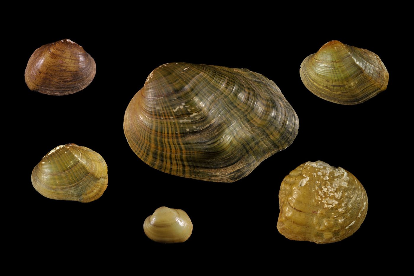 Ivory-Billed Woodpecker, Among 22 New Species Declared Officially ...