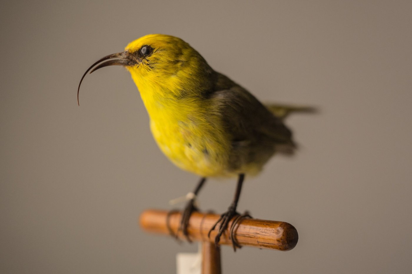 Ivory-Billed Woodpecker, Among 22 New Species Declared Officially ...