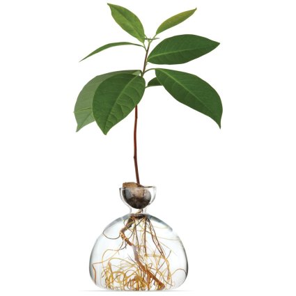 Avocado Vase is Perfect For Your Planting Fruit – Moss and Fog