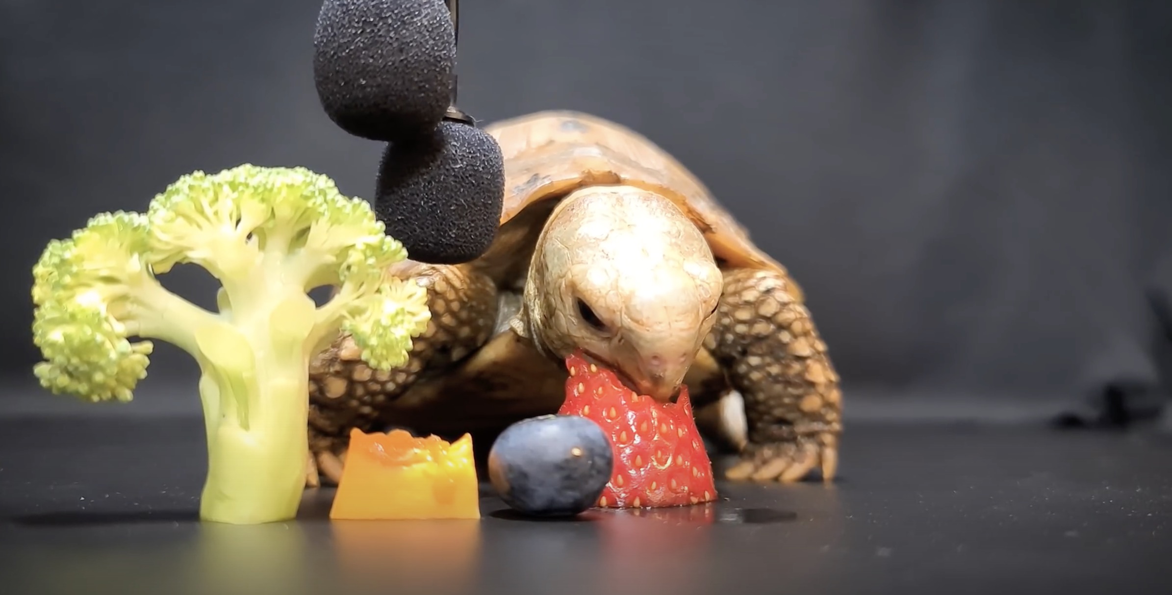 This Tortoise Noisily Eating Fruit is the Video You Didn’t Know You ...