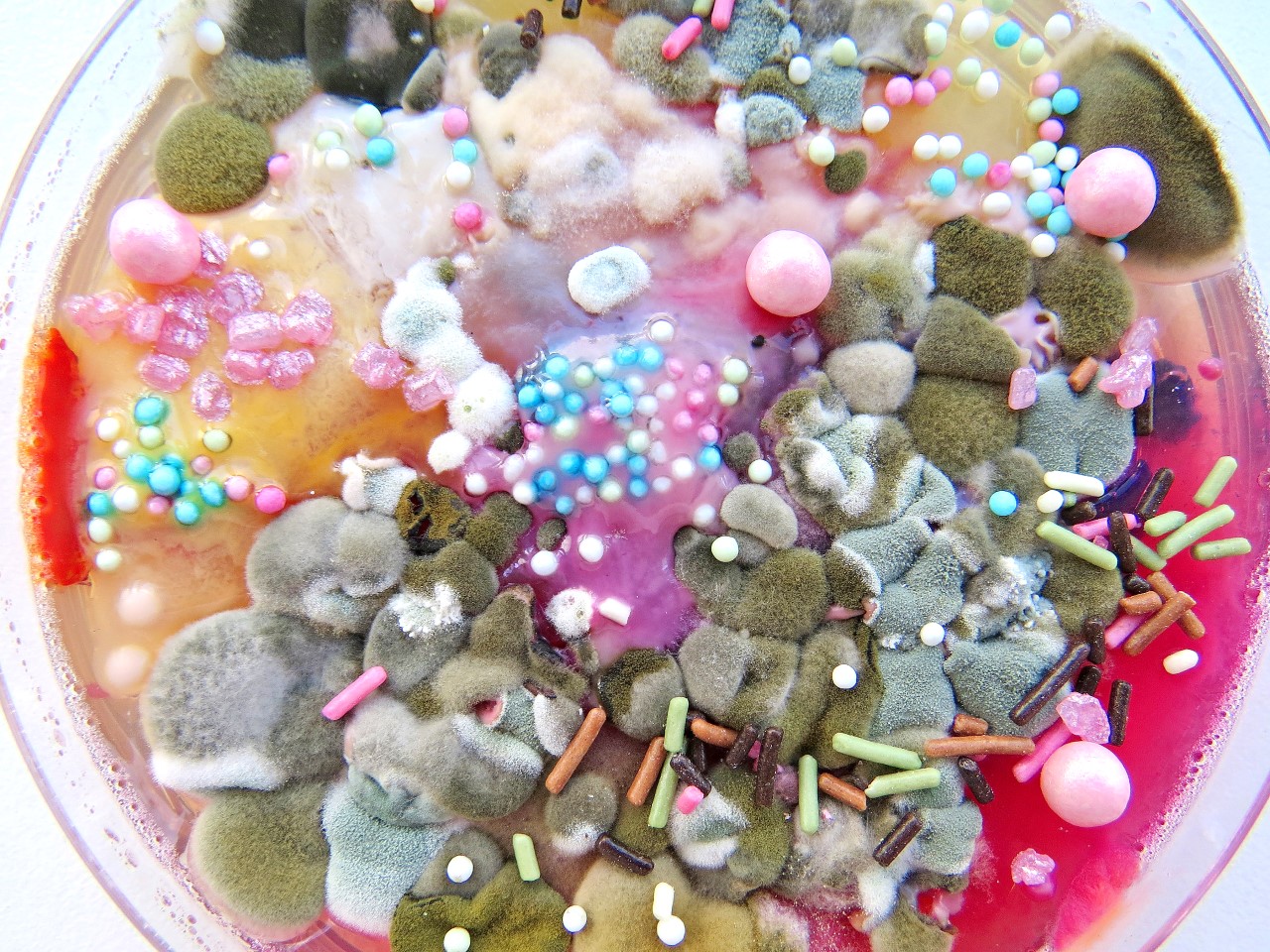 Impressively Vibrant Moldscapes | Moss and Fog