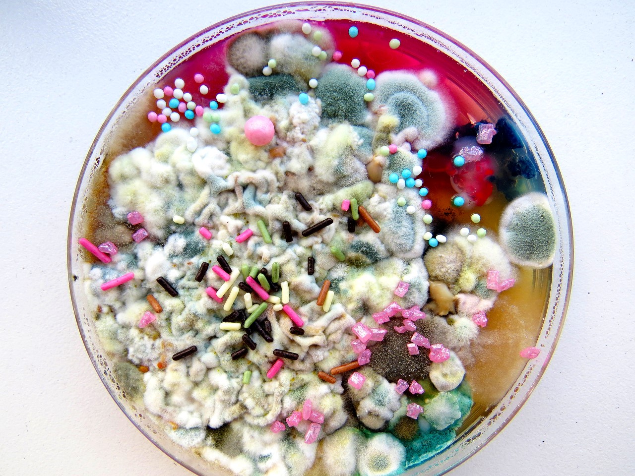 Impressively Vibrant Moldscapes | Moss and Fog