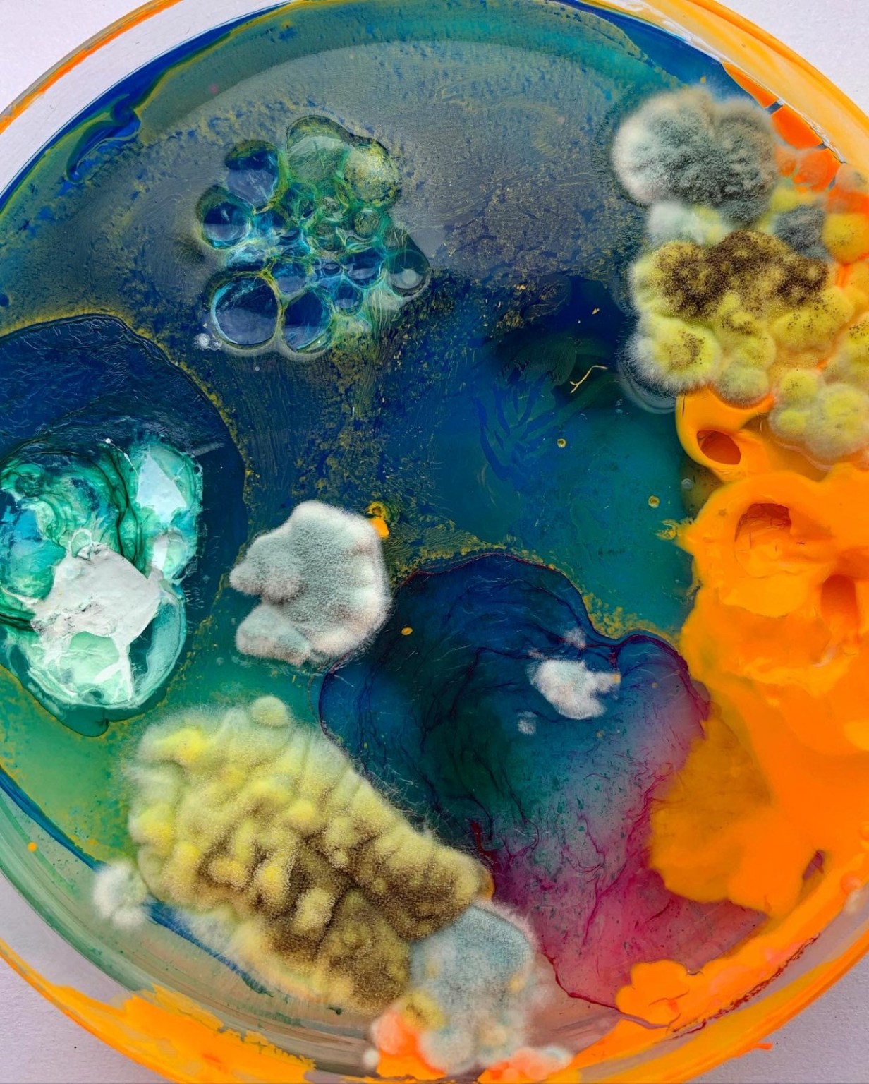 Marvelous Mold, Fabulous Fungus » Moss and Fog