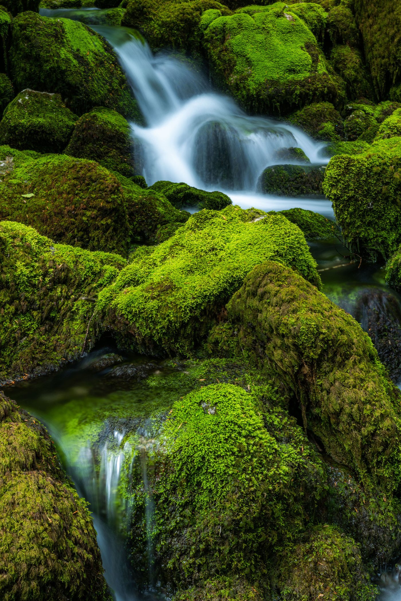 Beautifully Mossy Forest Captured by Jennifer Esseiva | Moss and Fog