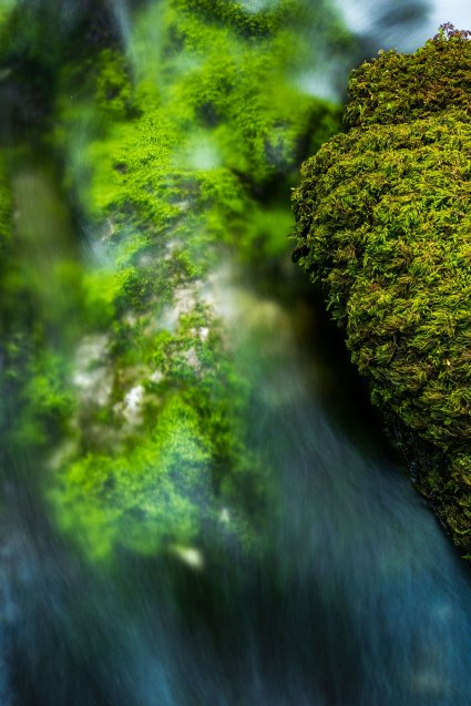 Beautifully Mossy Forest Captured by Jennifer Esseiva | Moss and Fog