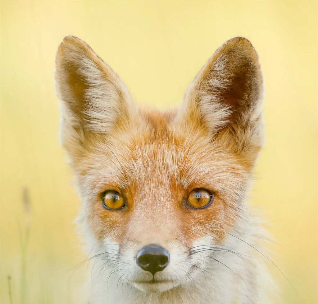 For Fox Sake! Fox Portraits Reveal Unique Faces | Moss and Fog