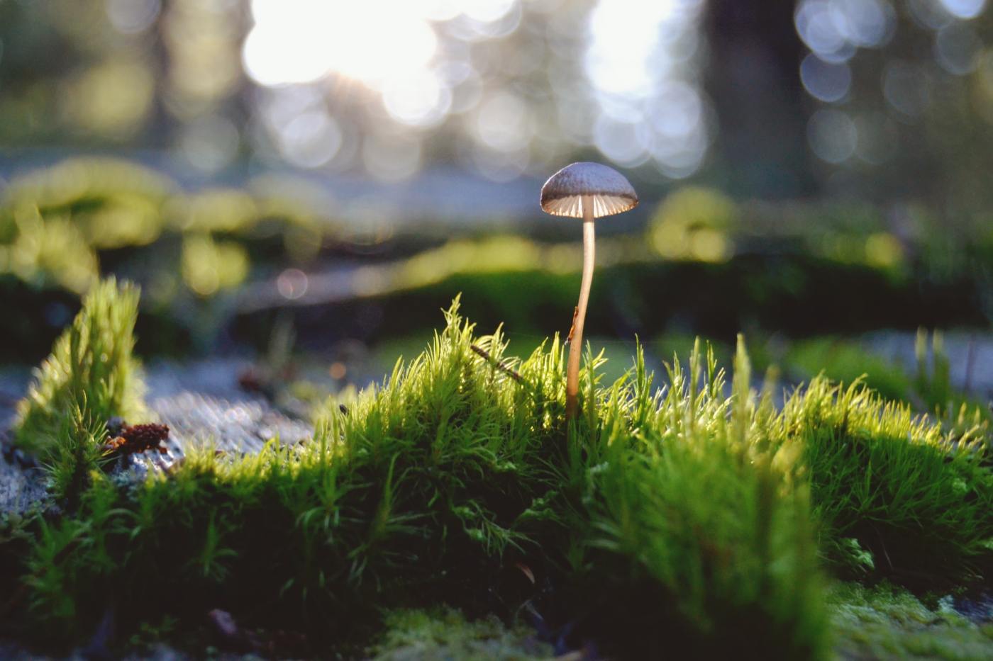 Clear Your Mind with These Peaceful, Mossy Forest Floors | Moss and Fog