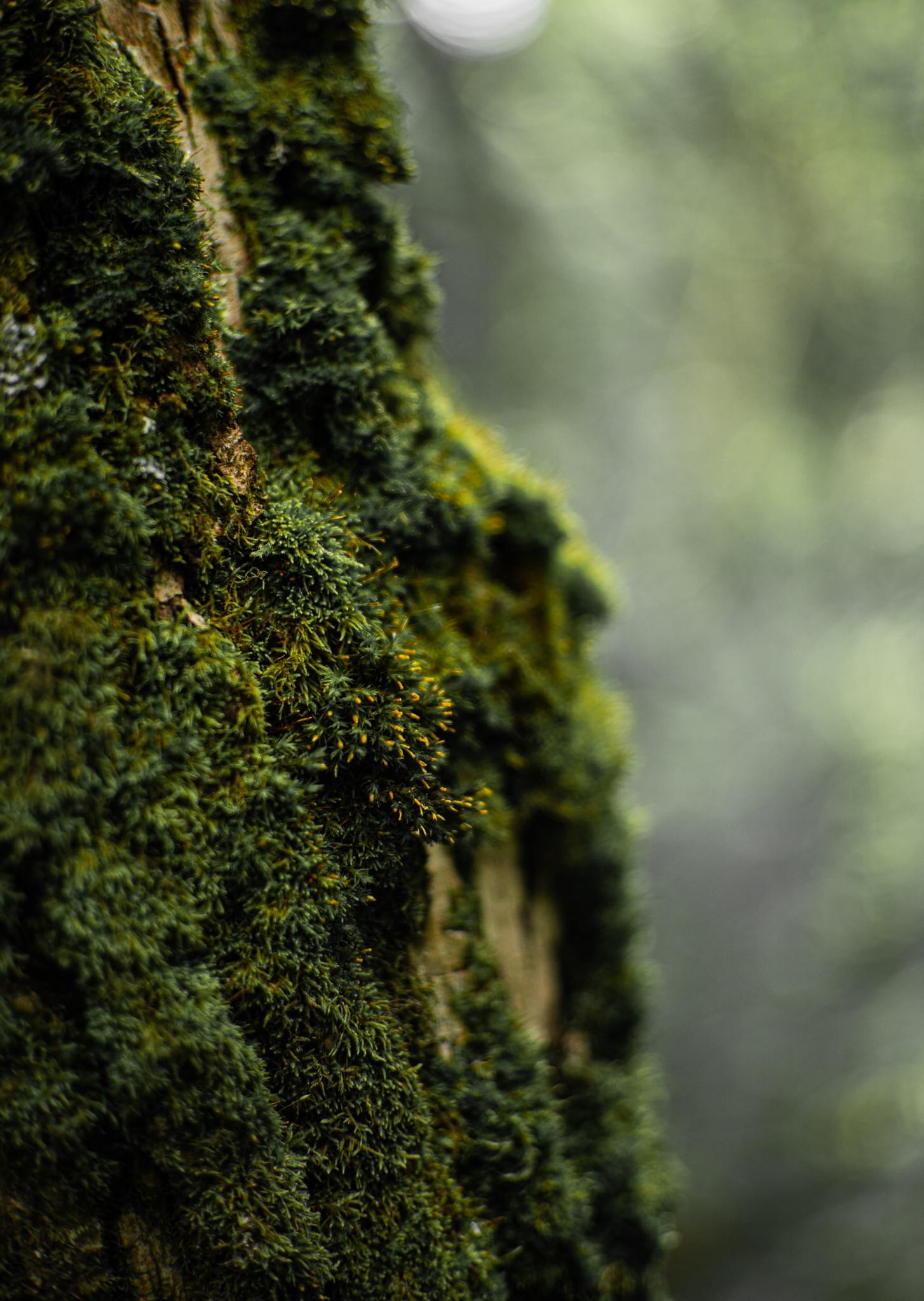 Clear Your Mind with These Peaceful, Mossy Forest Floors | Moss and Fog