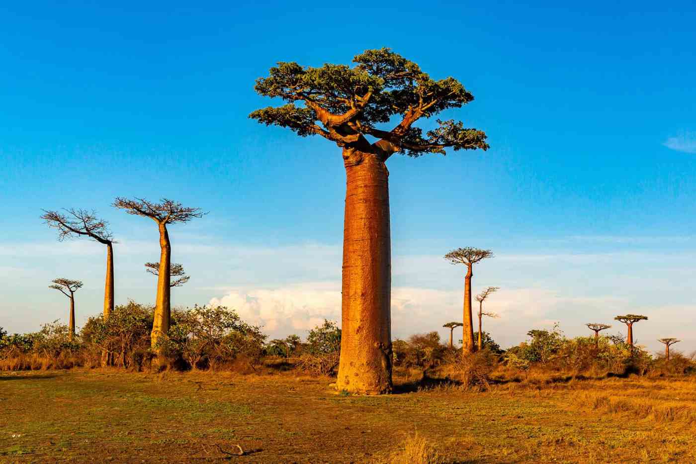 The Rarest Trees in the World | Moss and Fog