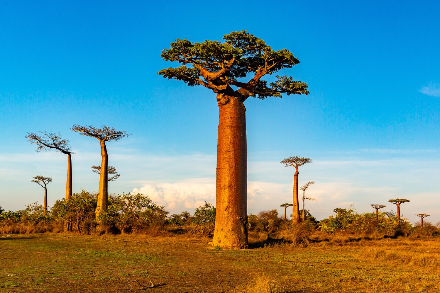 The Rarest Trees in the World | Moss and Fog